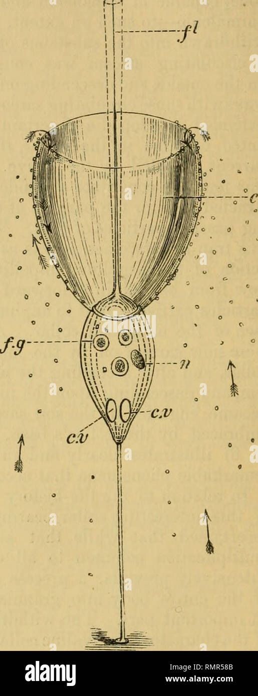 . The Annals and magazine of natural history; zoology, botany, and ...