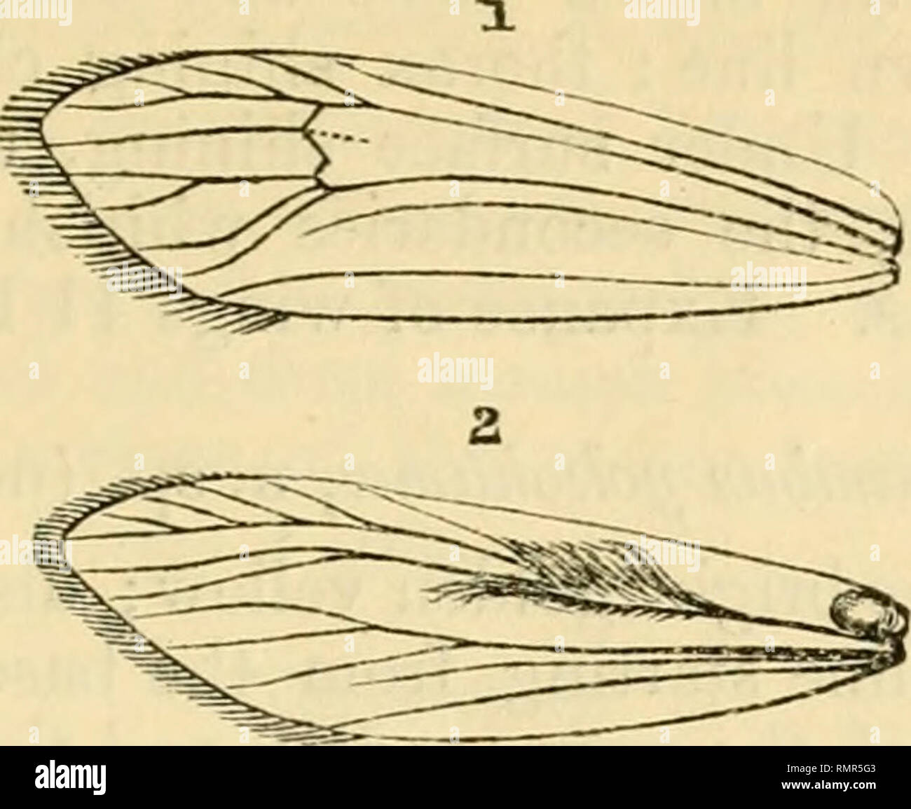 . The Annals and magazine of natural history; zoology, botany, and ...
