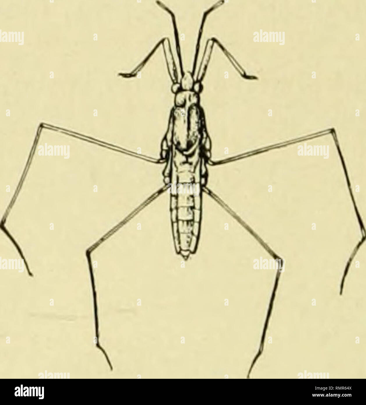 . Annals of the Entomological Society of America. Entomology. 232 ...