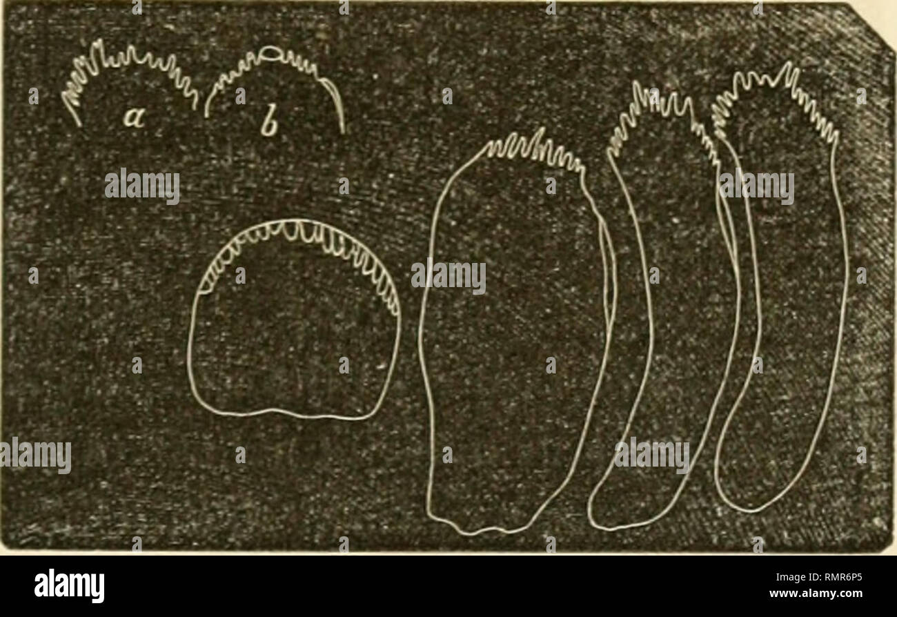 Melantho hi-res stock photography and images - Alamy