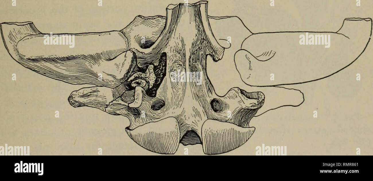 . Annals of the Carnegie Museum. Carnegie Museum; Carnegie Museum of ...