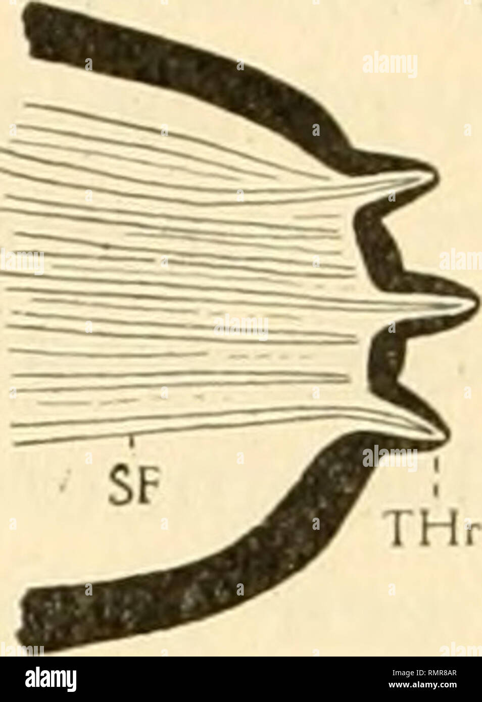 . Annals of the Entomological Society of America. Entomology. THr. 51 ...
