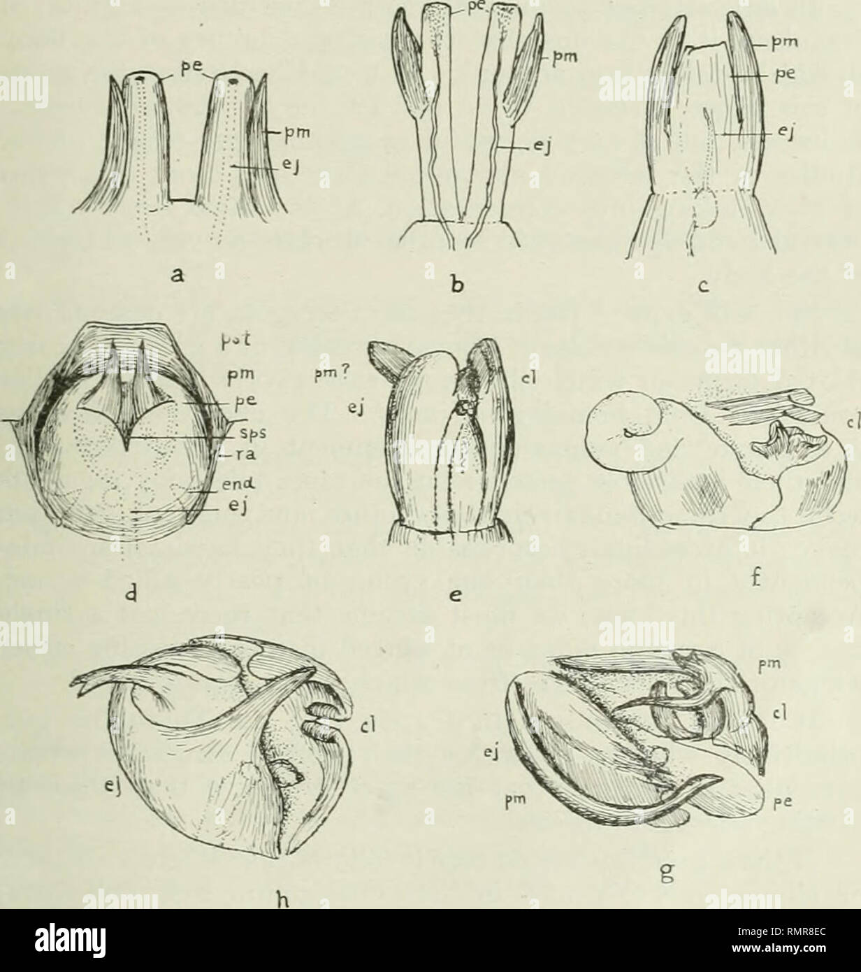 . Annals. Entomology. 19221 ]Valker: Structure of Orthopteroid Insects ...
