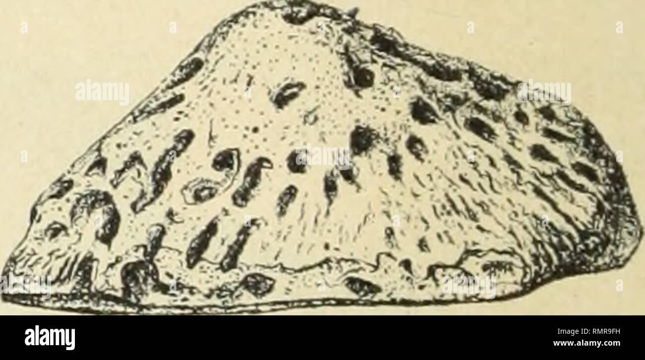 . Annals of the Carnegie Museum. Carnegie Museum; Carnegie Museum of ...