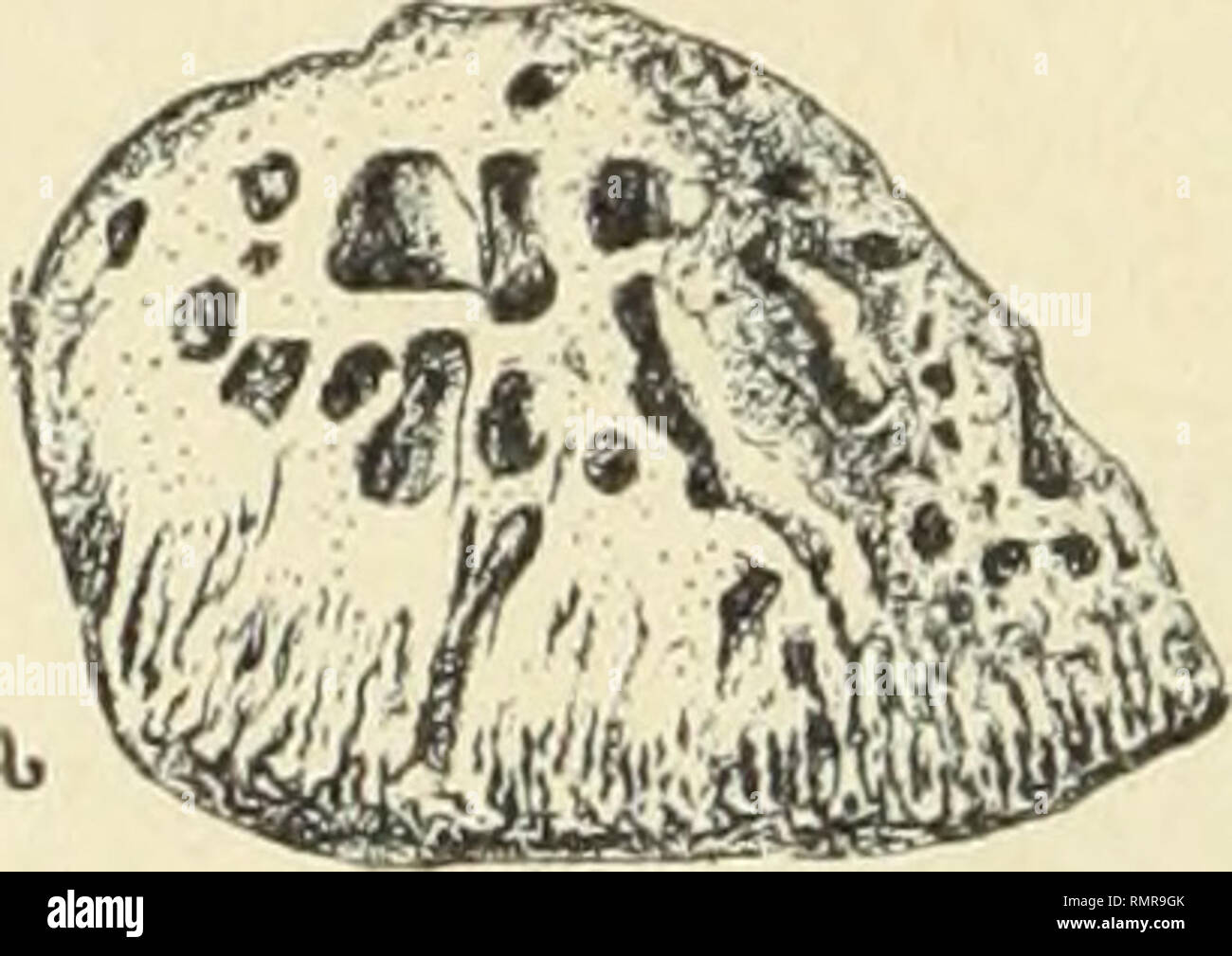 . Annals of the Carnegie Museum. Carnegie Museum; Carnegie Museum of ...