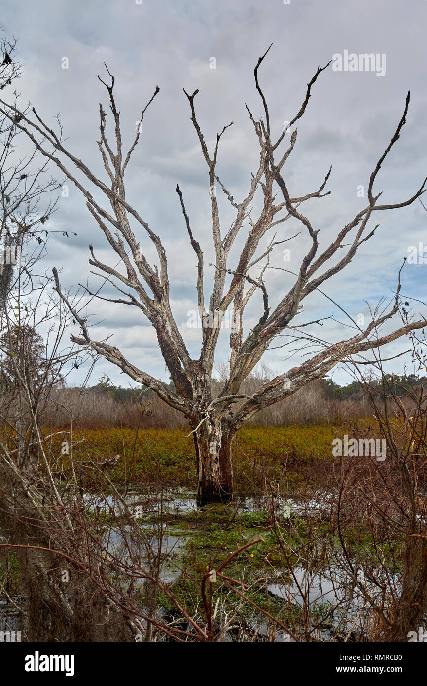 Skeleton tree hi-res stock photography and images - Alamy