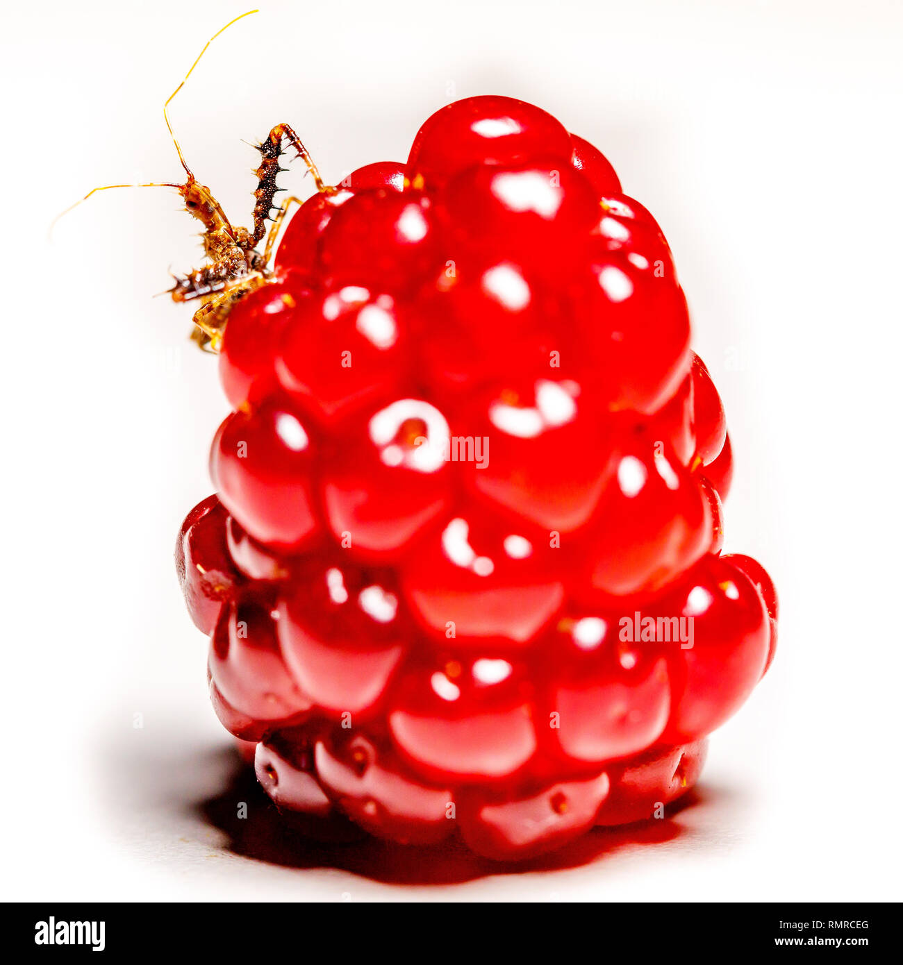 Raspberry bug hi-res stock photography and images - Alamy