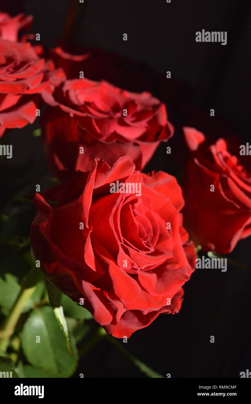 Simple bouquet red roses hi-res stock photography and images - Alamy