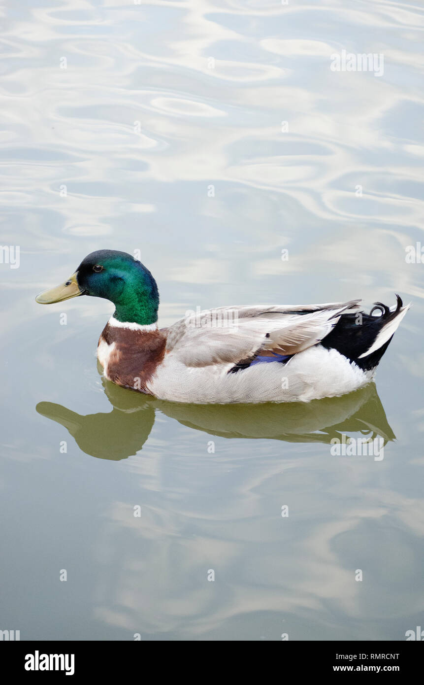 MALLARD DUCK GOOSE WITH GREEN HEAD AND YELLOW BEAK SWIMMING IN SWAMP ...