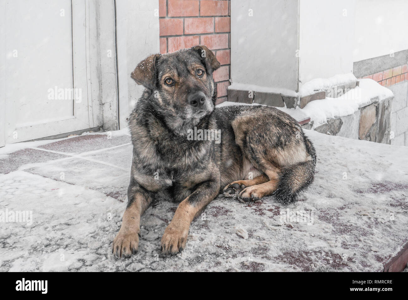 Black yard dog, with shaggy wool. Homeless animals. Winter, frosty ...