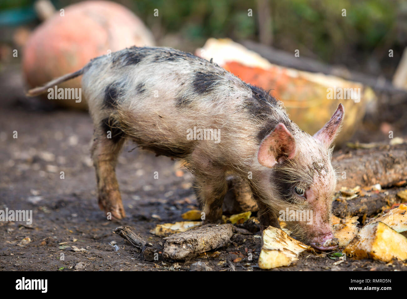 Small young funny dirty pink and black pig piglet feeding outdoors on ...
