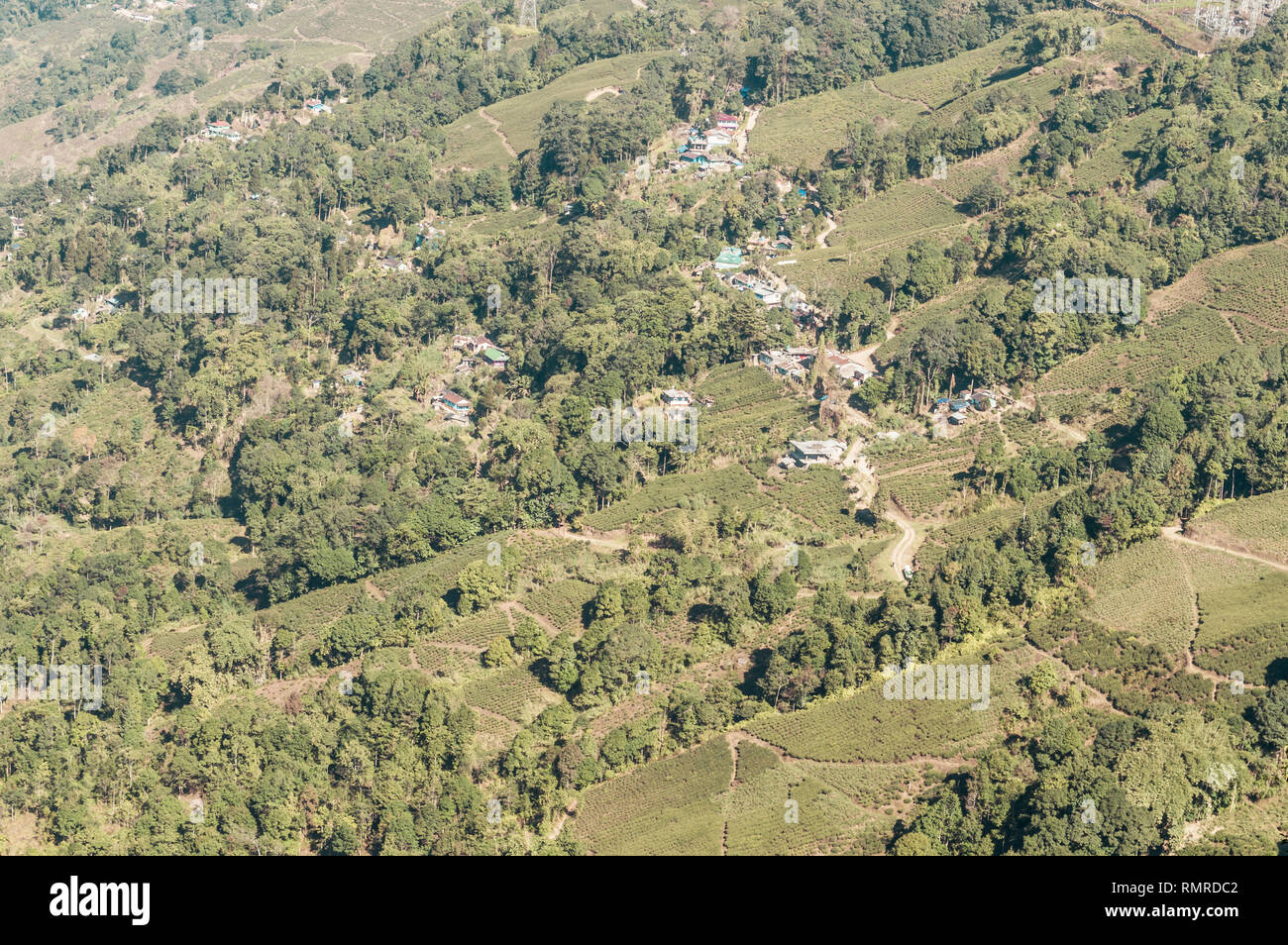 Landscape view of Darang Tea Garden, Himachal Pradesh, North-East India ...