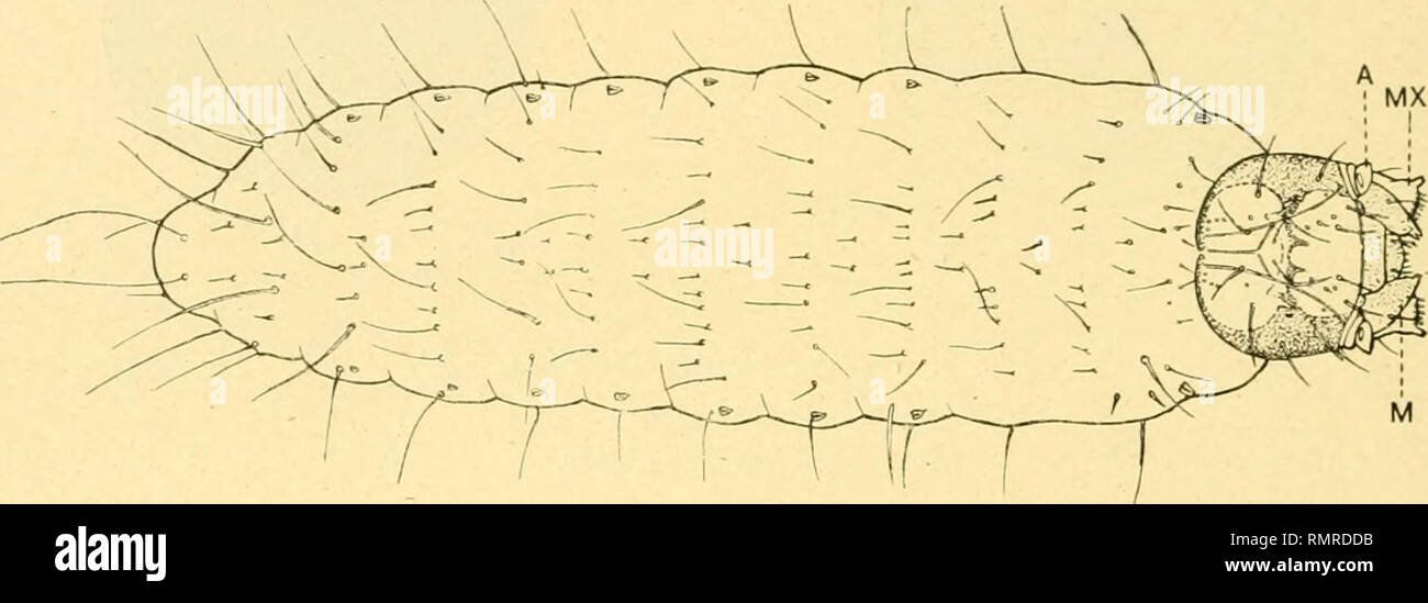 Transverse wrinkles hi-res stock photography and images - Alamy