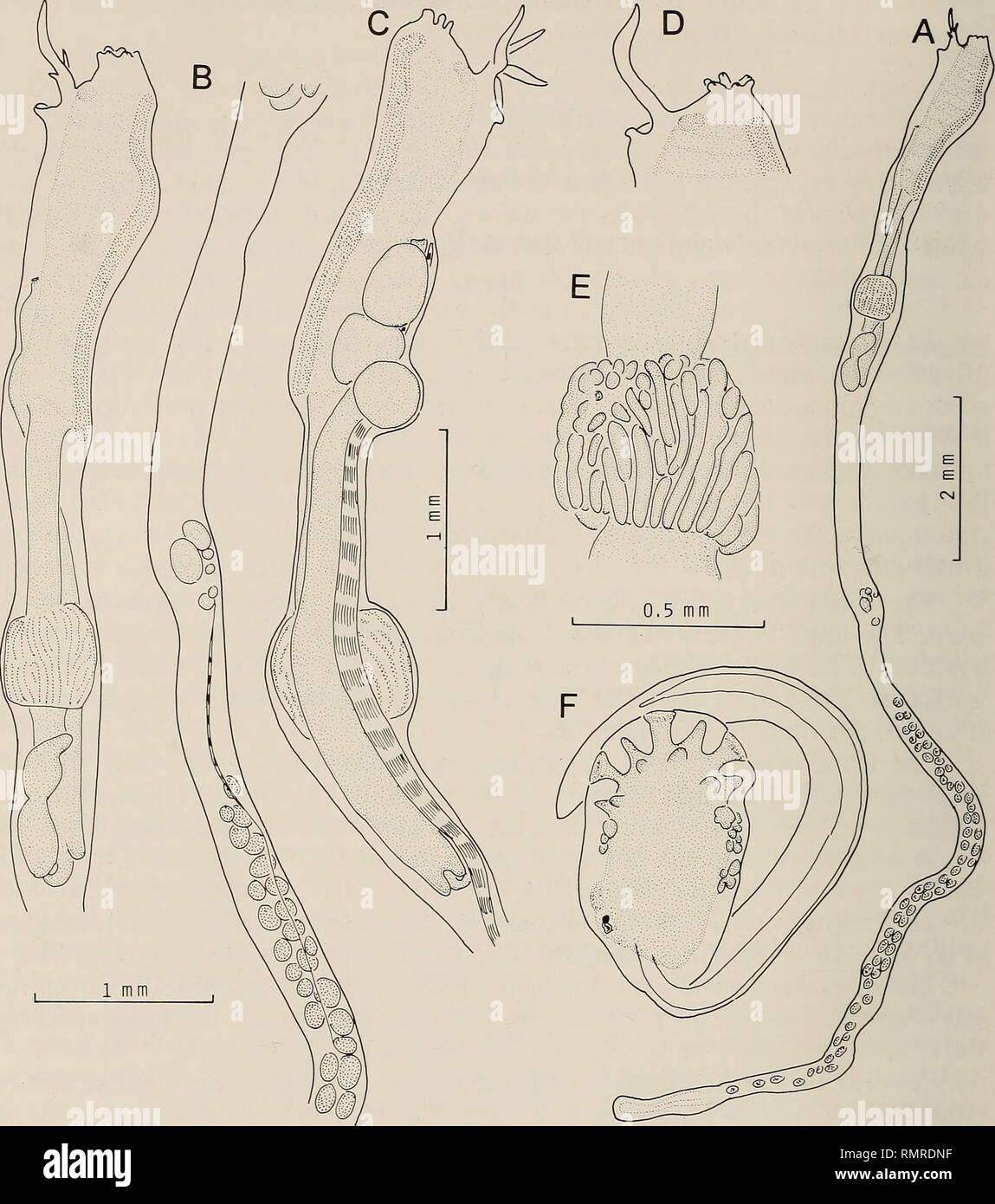 Aplidium hi-res stock photography and images - Alamy