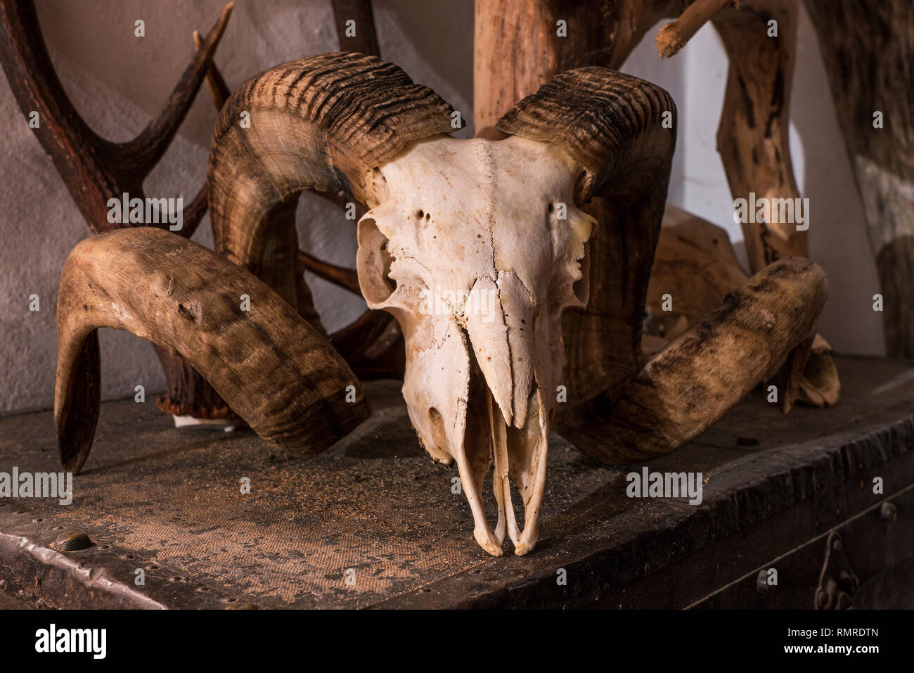 animal skull on a chest Stock Photo - Alamy