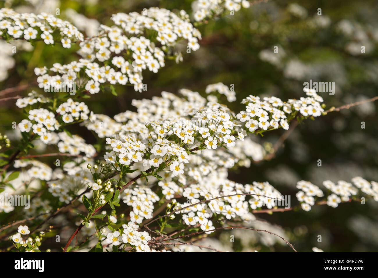 Names Of Small White Flowers 20 Varieties Of White Flowers: Types