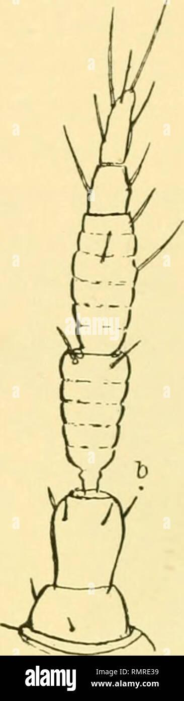 Thrips pea hi-res stock photography and images - Alamy