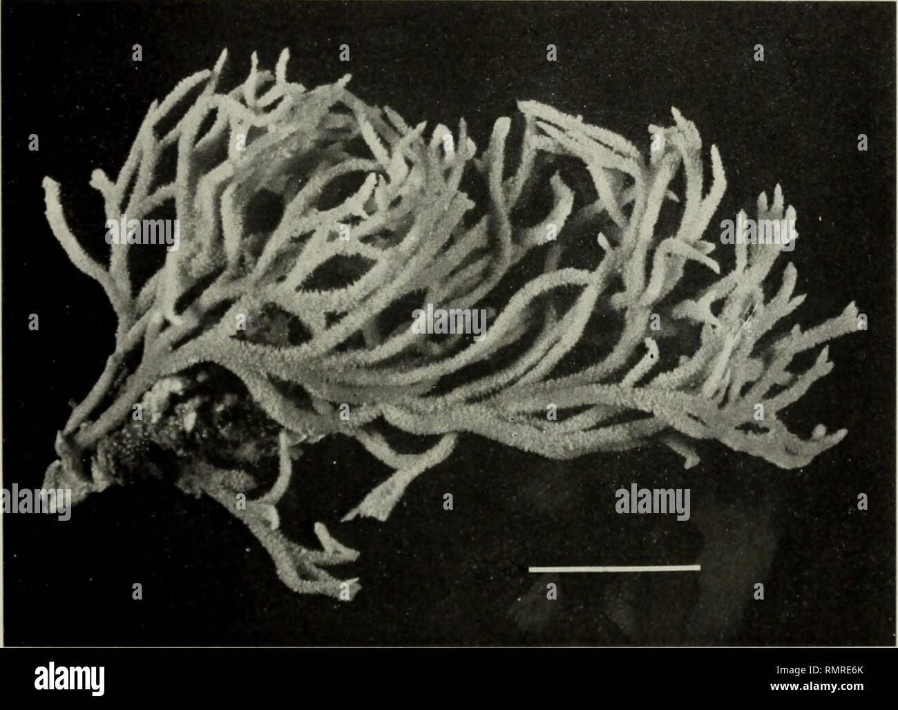 Base diameter 6 x 1 2 cm hi-res stock photography and images - Alamy