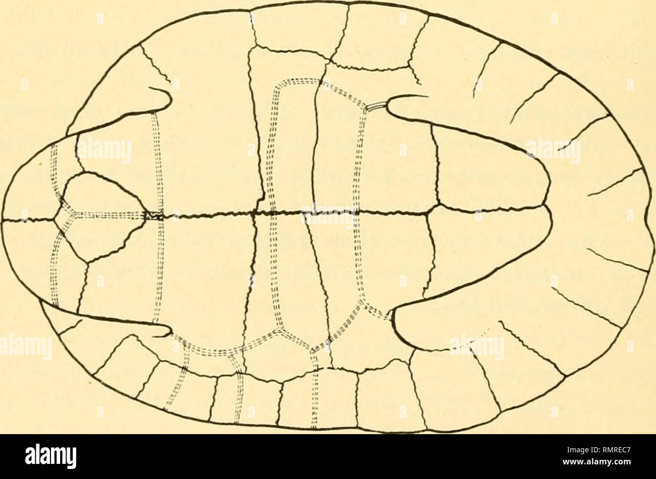 . Annals of the Carnegie Museum. Carnegie Museum; Carnegie Museum of ...