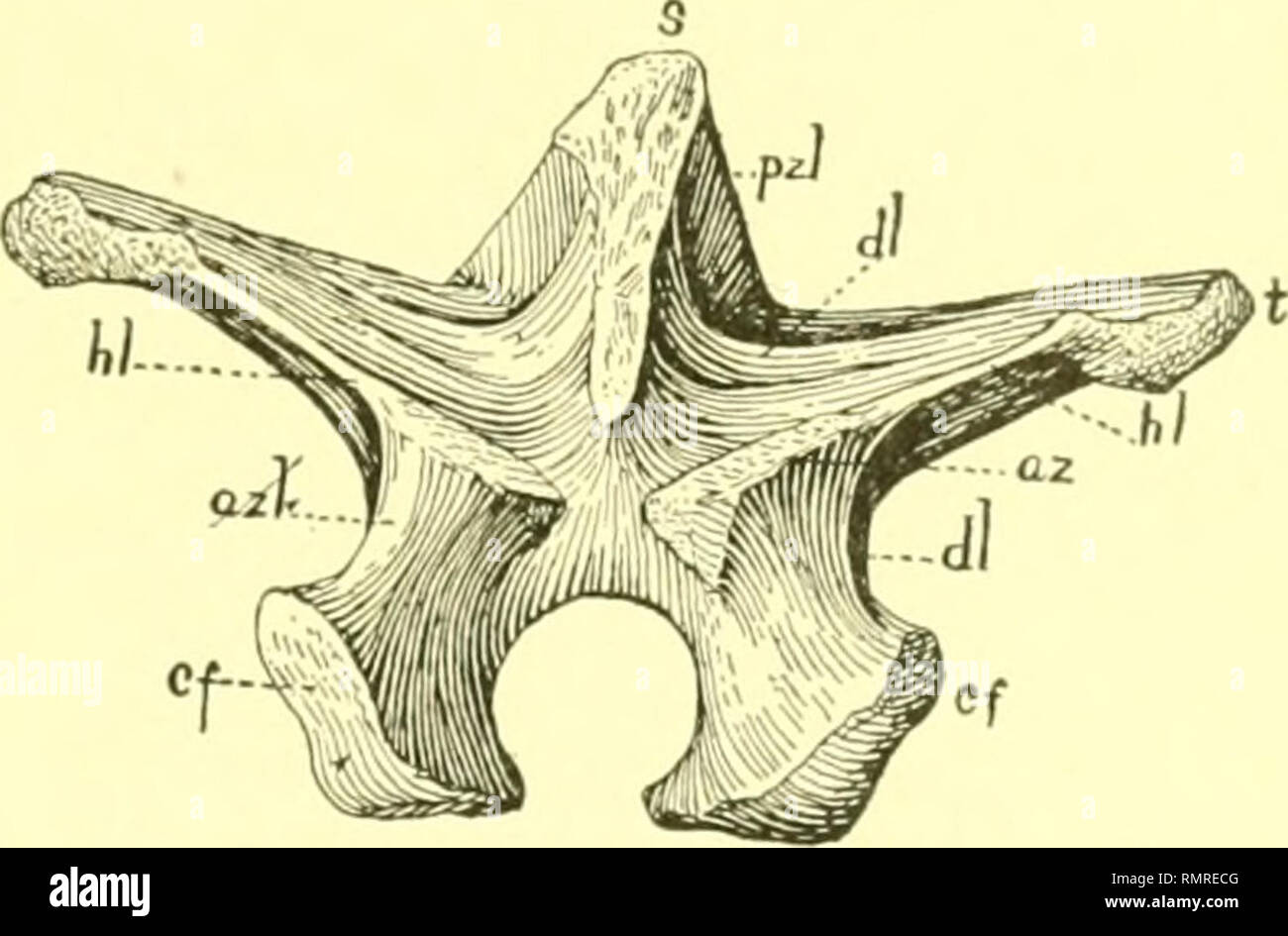 Elosaurus hi-res stock photography and images - Alamy