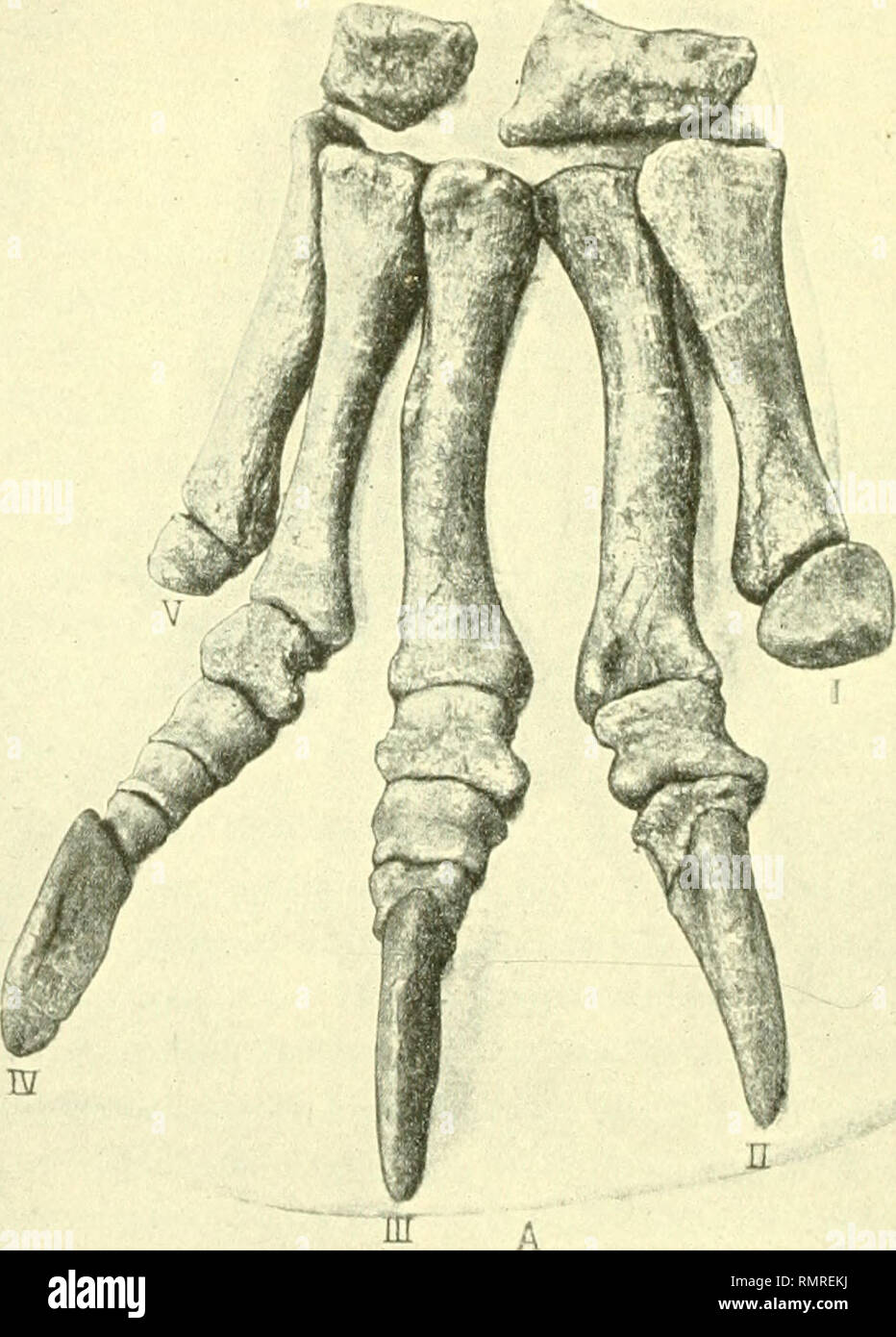 . Annals of the Carnegie Museum. Carnegie Museum; Carnegie Museum of ...