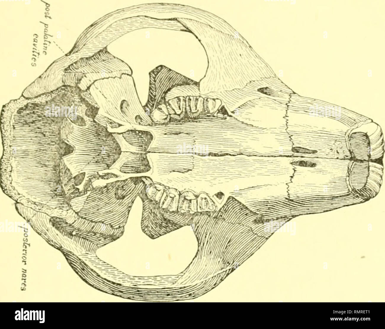 Robust skull hi-res stock photography and images - Alamy