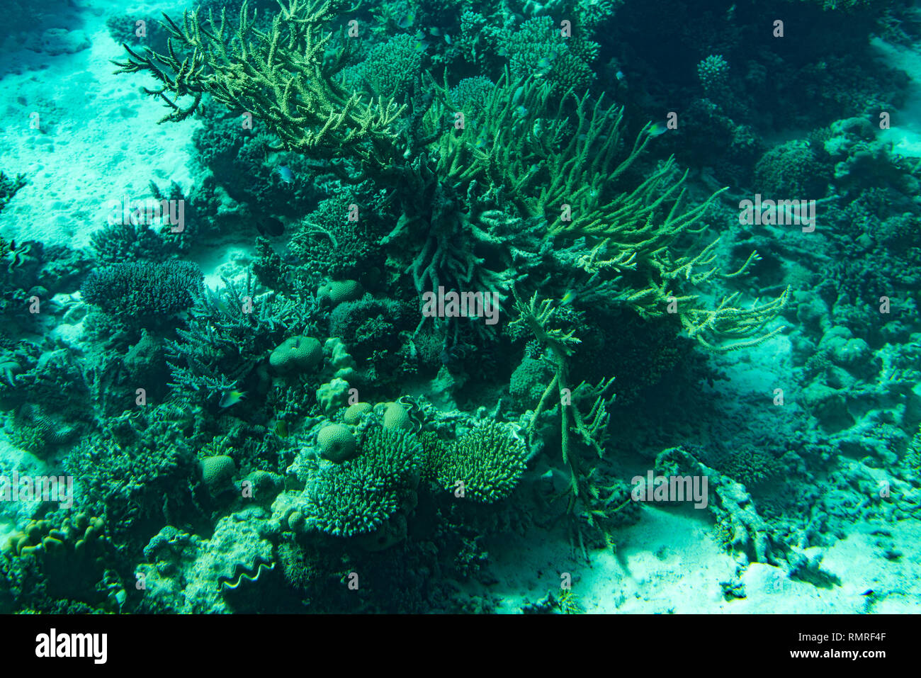Marine Life in the Red Sea. red sea coral reef with hard corals, fishes ...