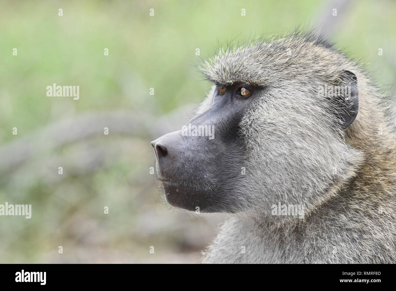 Cynocéphale hi-res stock photography and images - Alamy