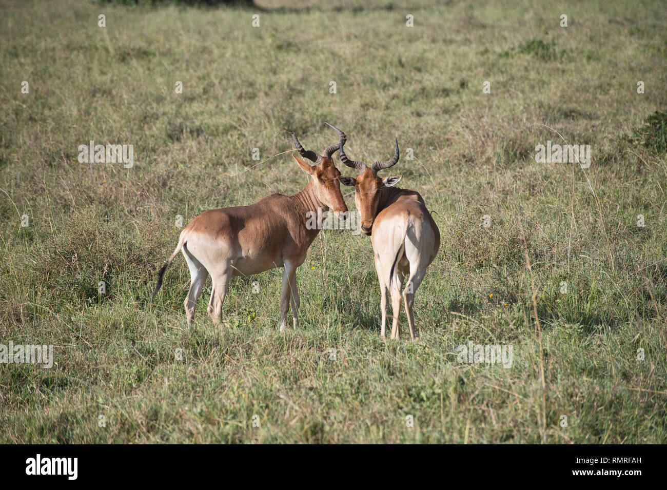 Kongoni or Coke's hartebeest (Alcelaphus buselaphus), Nairobi National ...