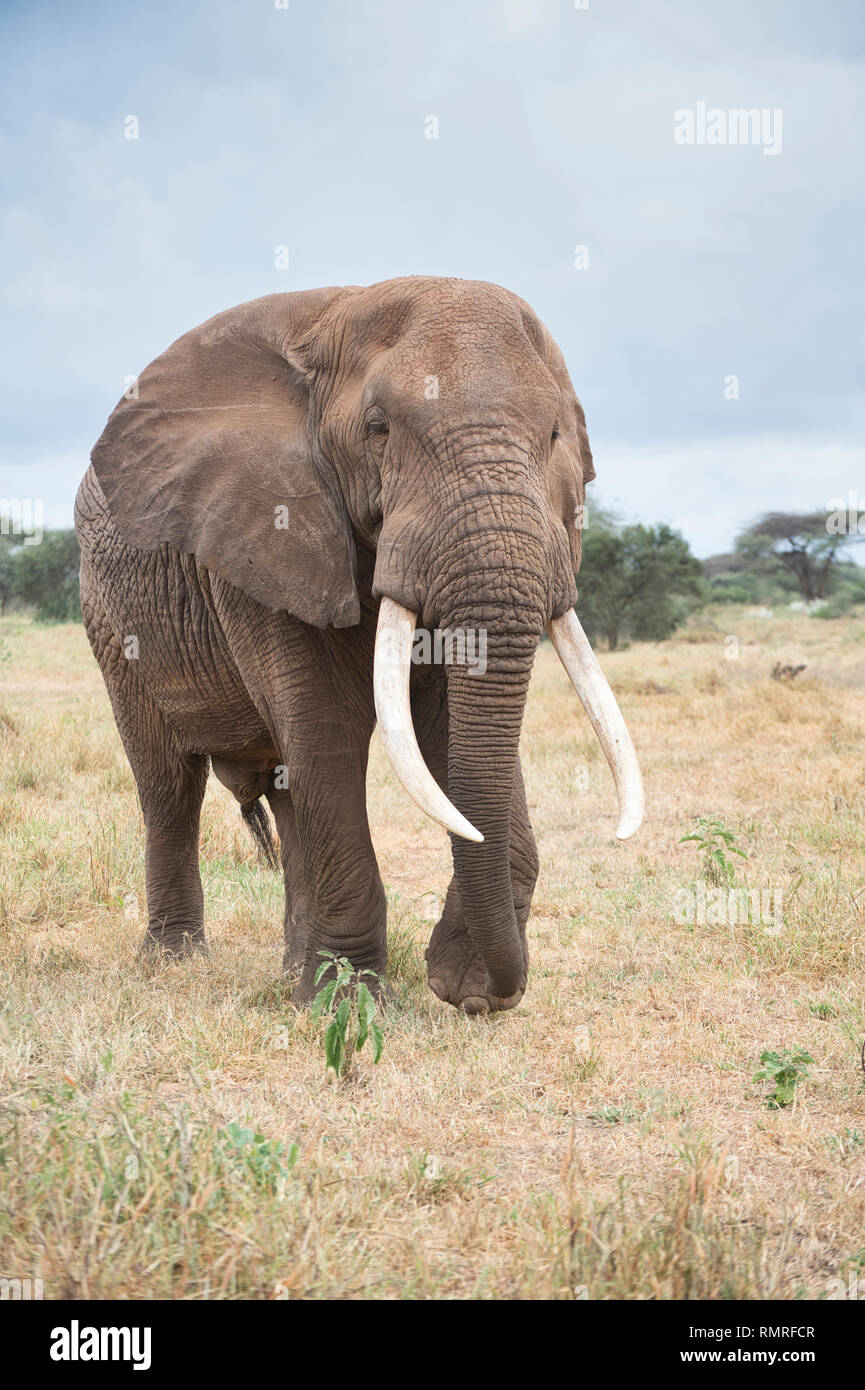 Male elephant bull elephant hi-res stock photography and images - Alamy