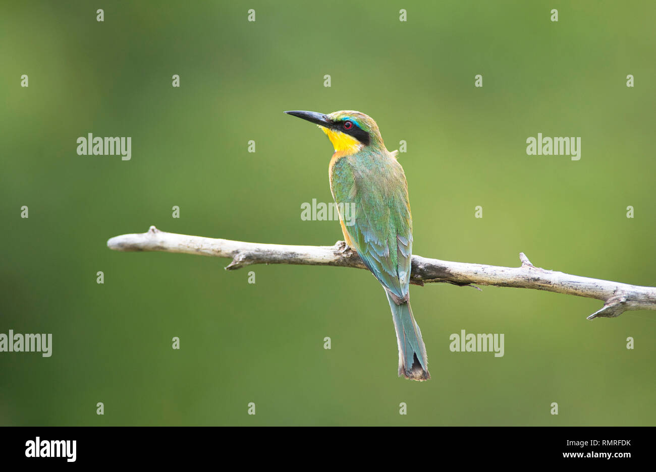 Little bee-eater (Merops pusillus Stock Photo - Alamy