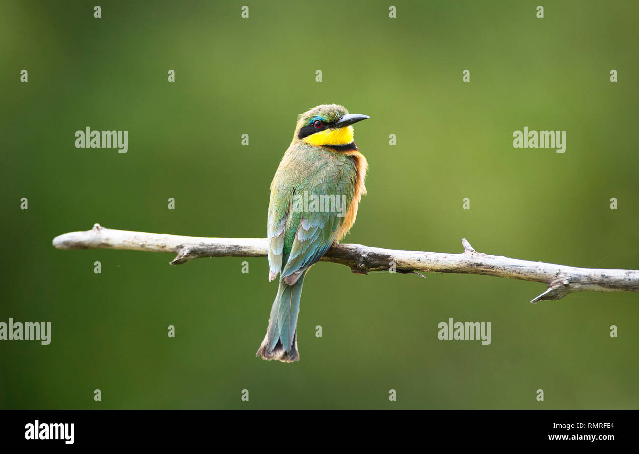 Little bee-eater (Merops pusillus Stock Photo - Alamy