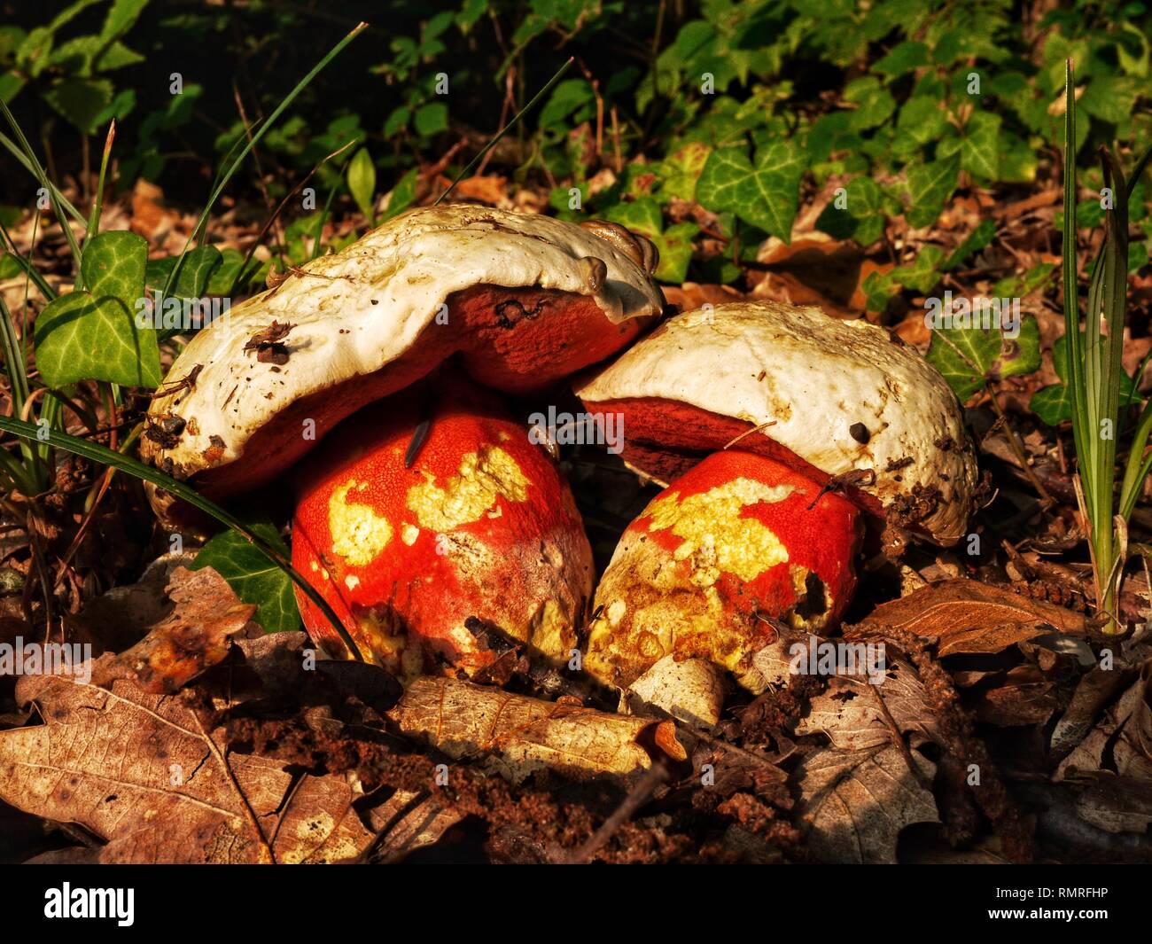 Boletus Satanus - The Devil's Bolete, a rare fungus widely regarded as ...