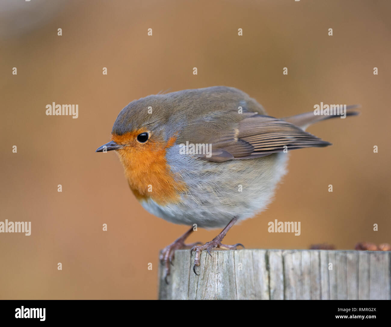 Robin with fluffed feathers hi-res stock photography and images - Alamy
