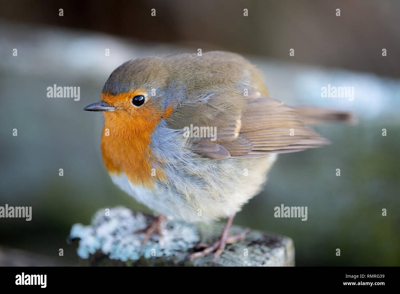 Red breasted robin hi-res stock photography and images - Alamy