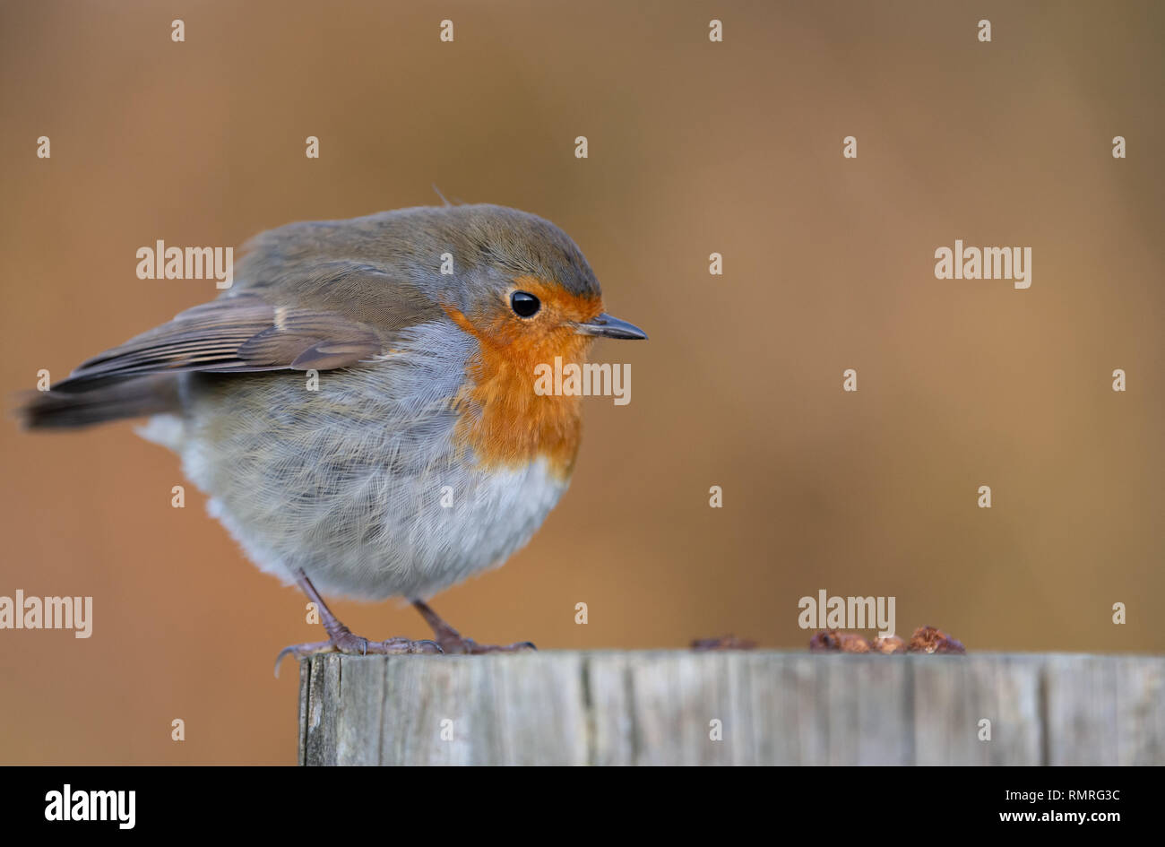 European Robin closeup Stock Photo - Alamy