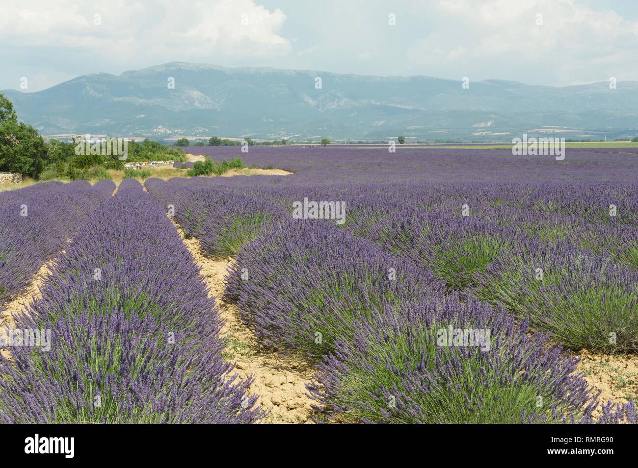 Lavender fields Valensole Provence Stock Photo - Alamy