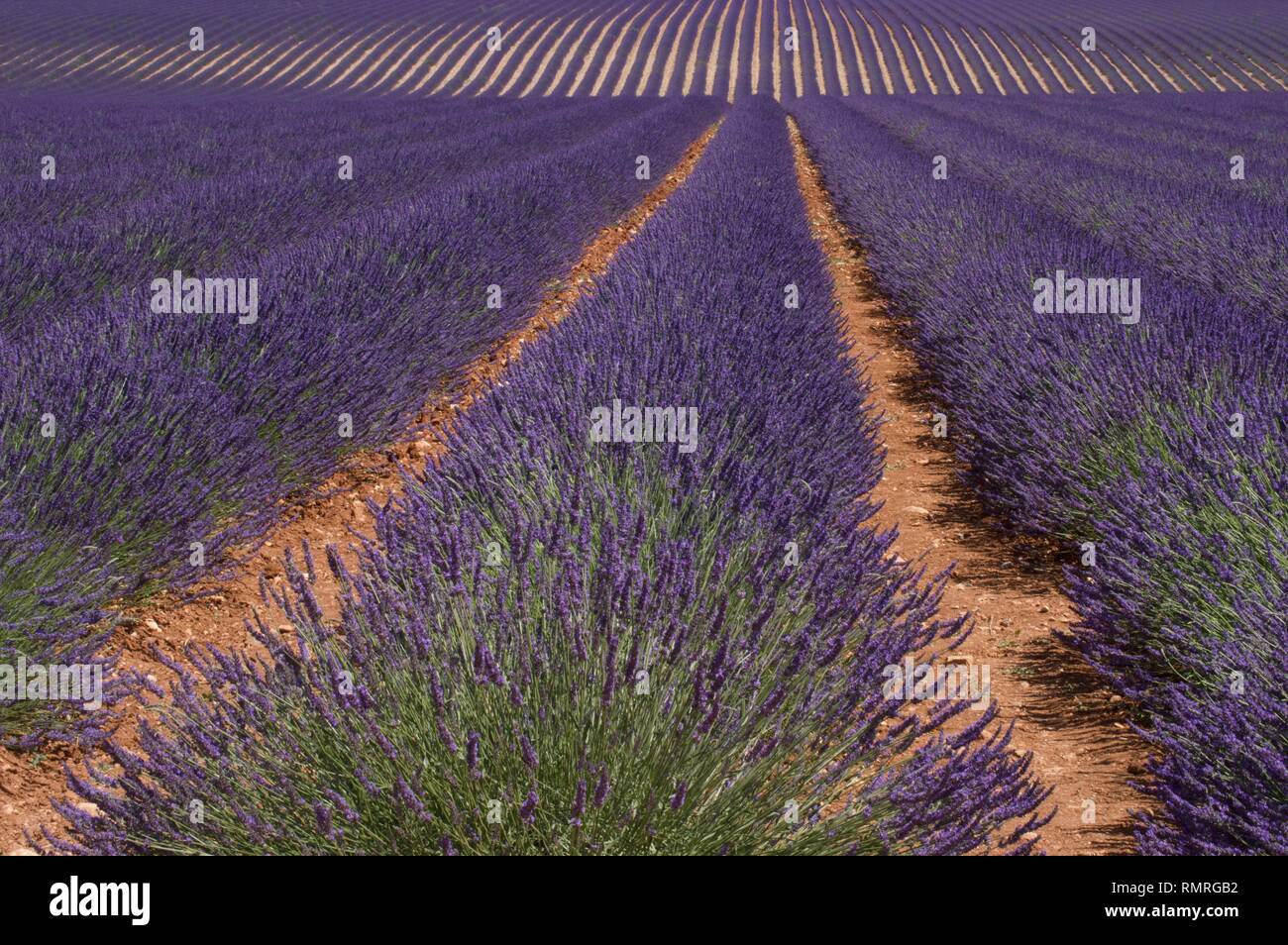 Lavender fields Valensole Provence Stock Photo - Alamy
