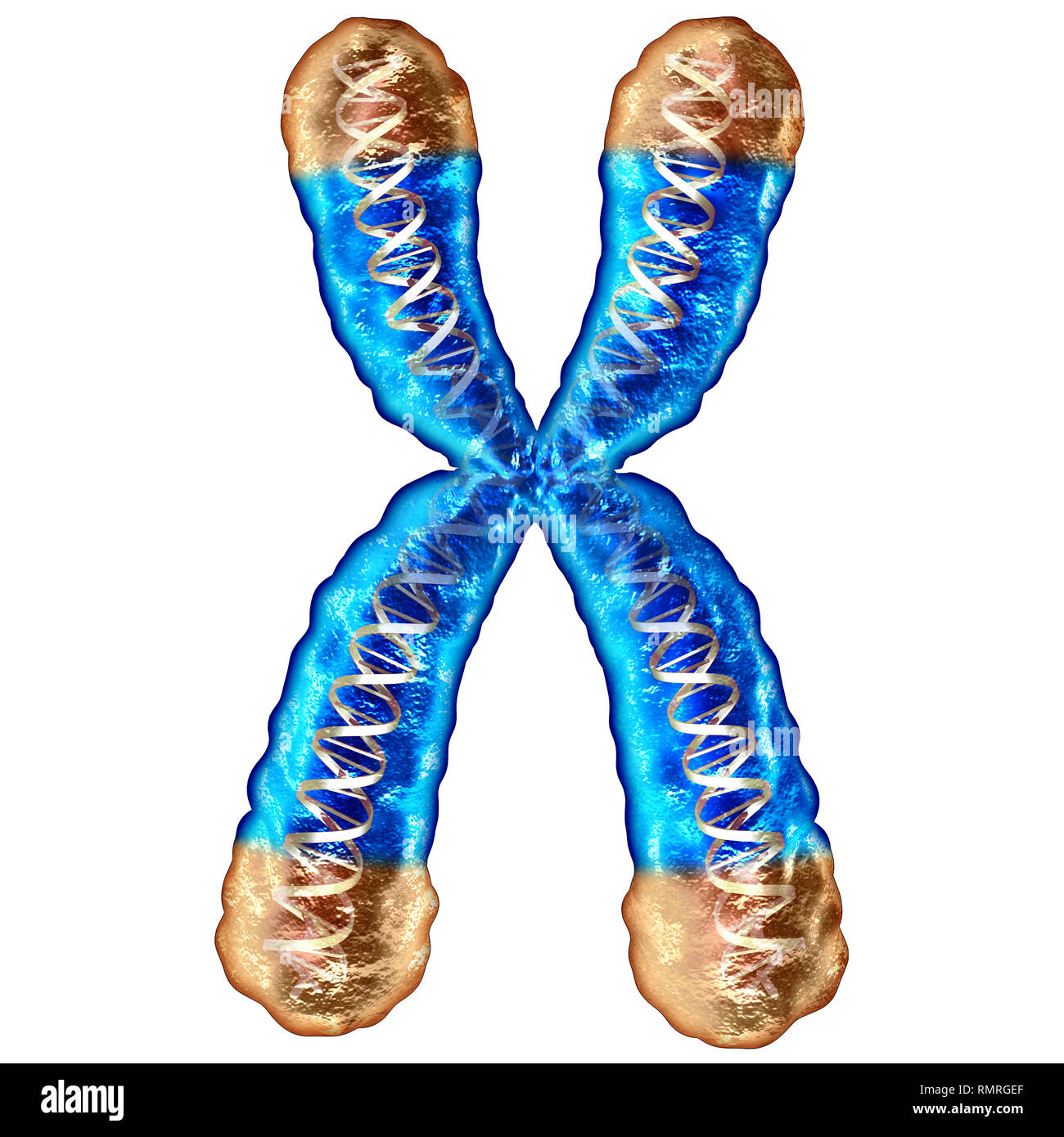Telomeres on a chromosome hi-res stock photography and images - Alamy