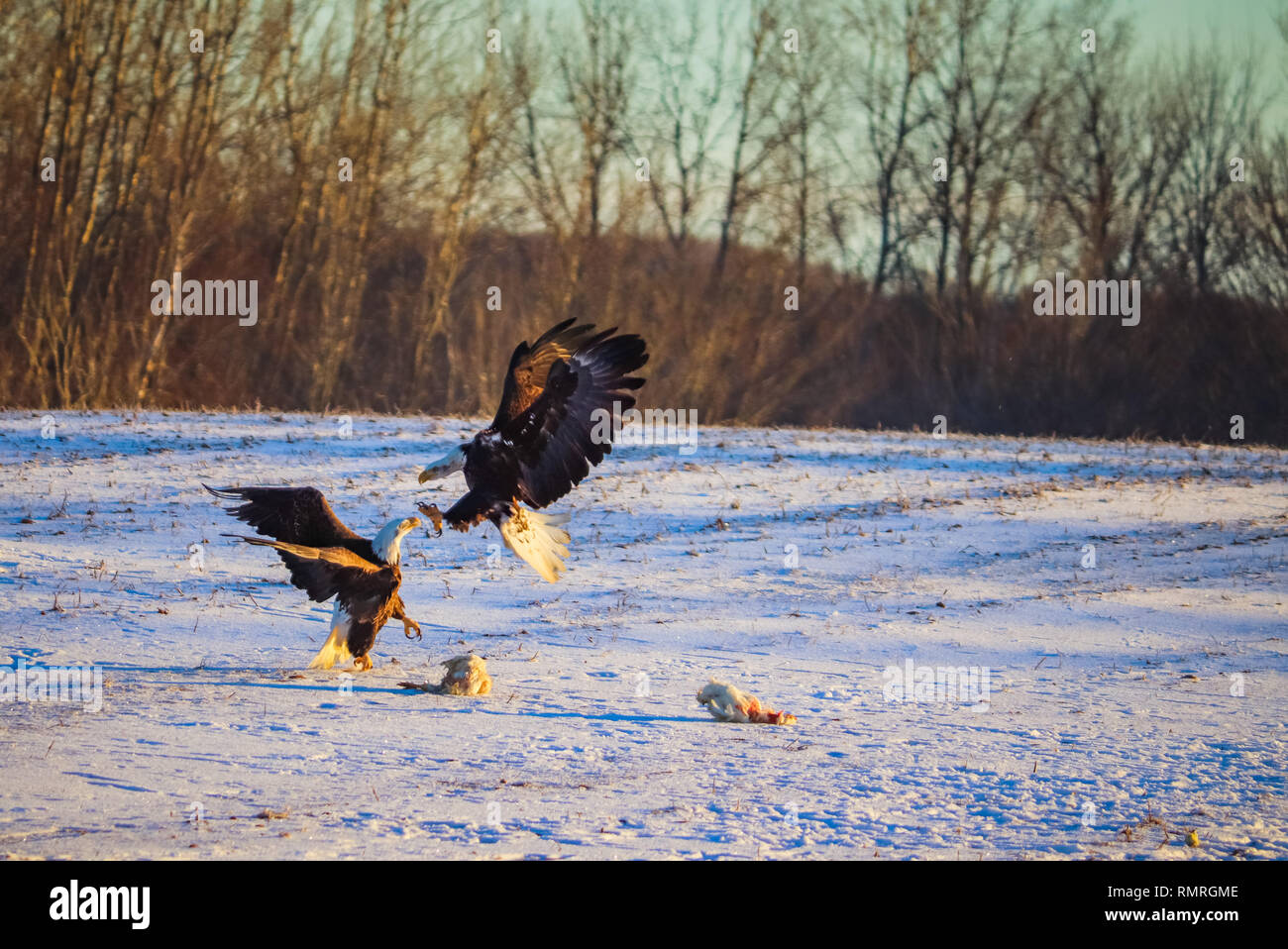 two adult bald eagles fighting over prey in Nova Scotia, Canada Stock ...