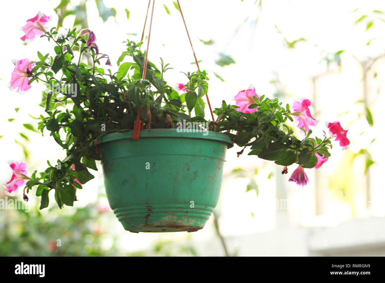 flower pot hanging in a house with bright background Stock Photo - Alamy