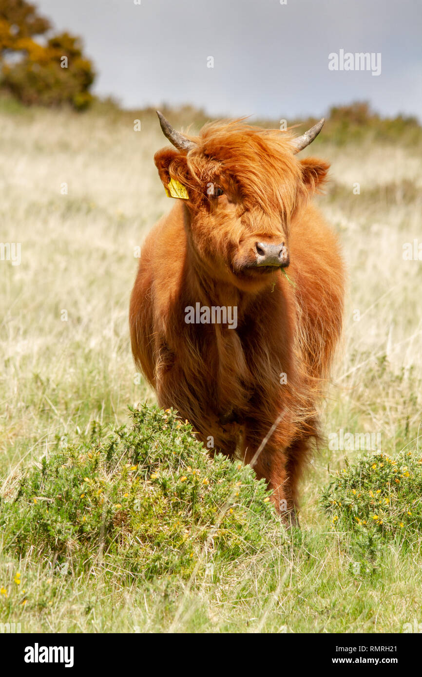 Long wavy woolly coats hi-res stock photography and images - Alamy