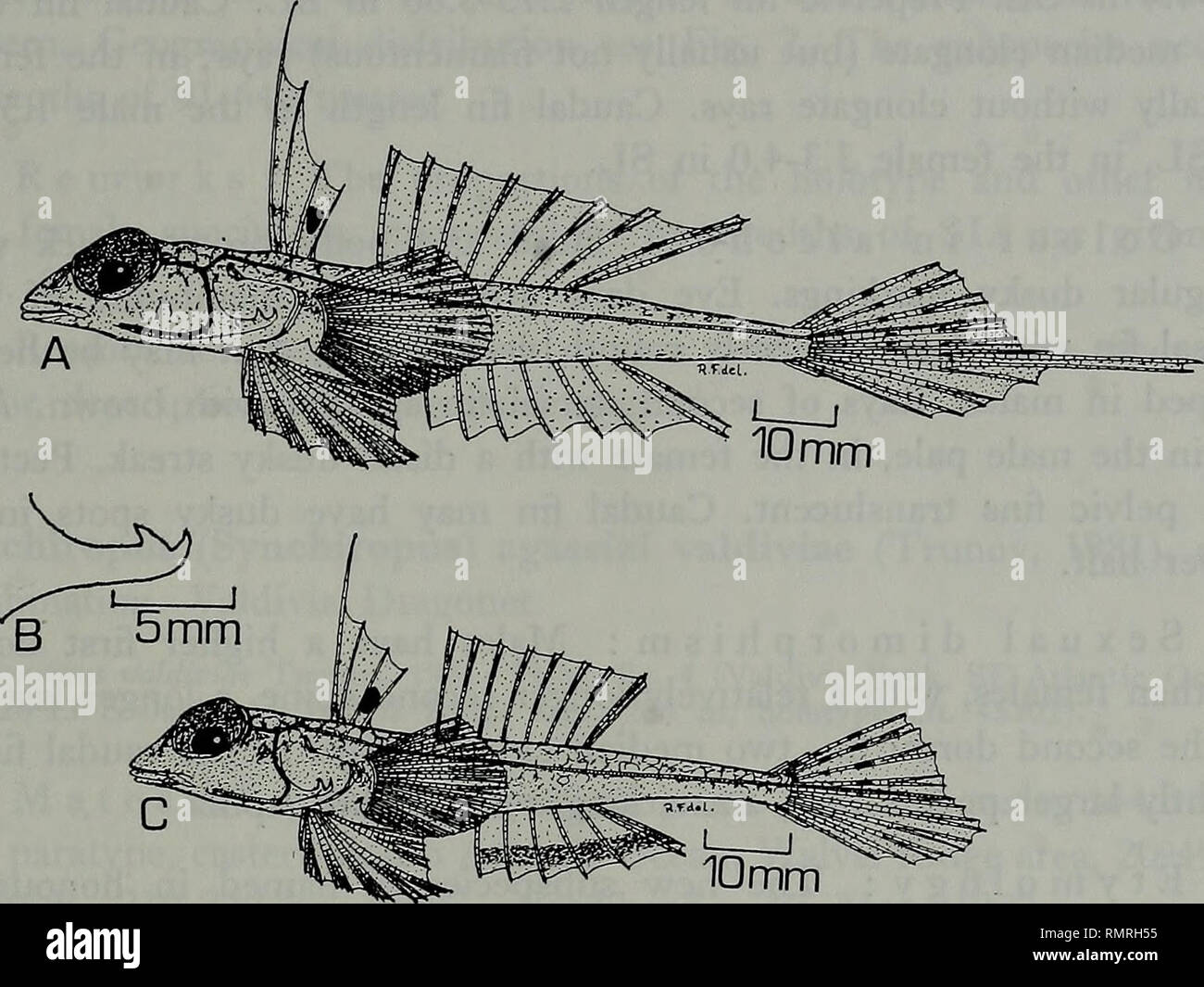 Preopercular spine hi-res stock photography and images - Alamy