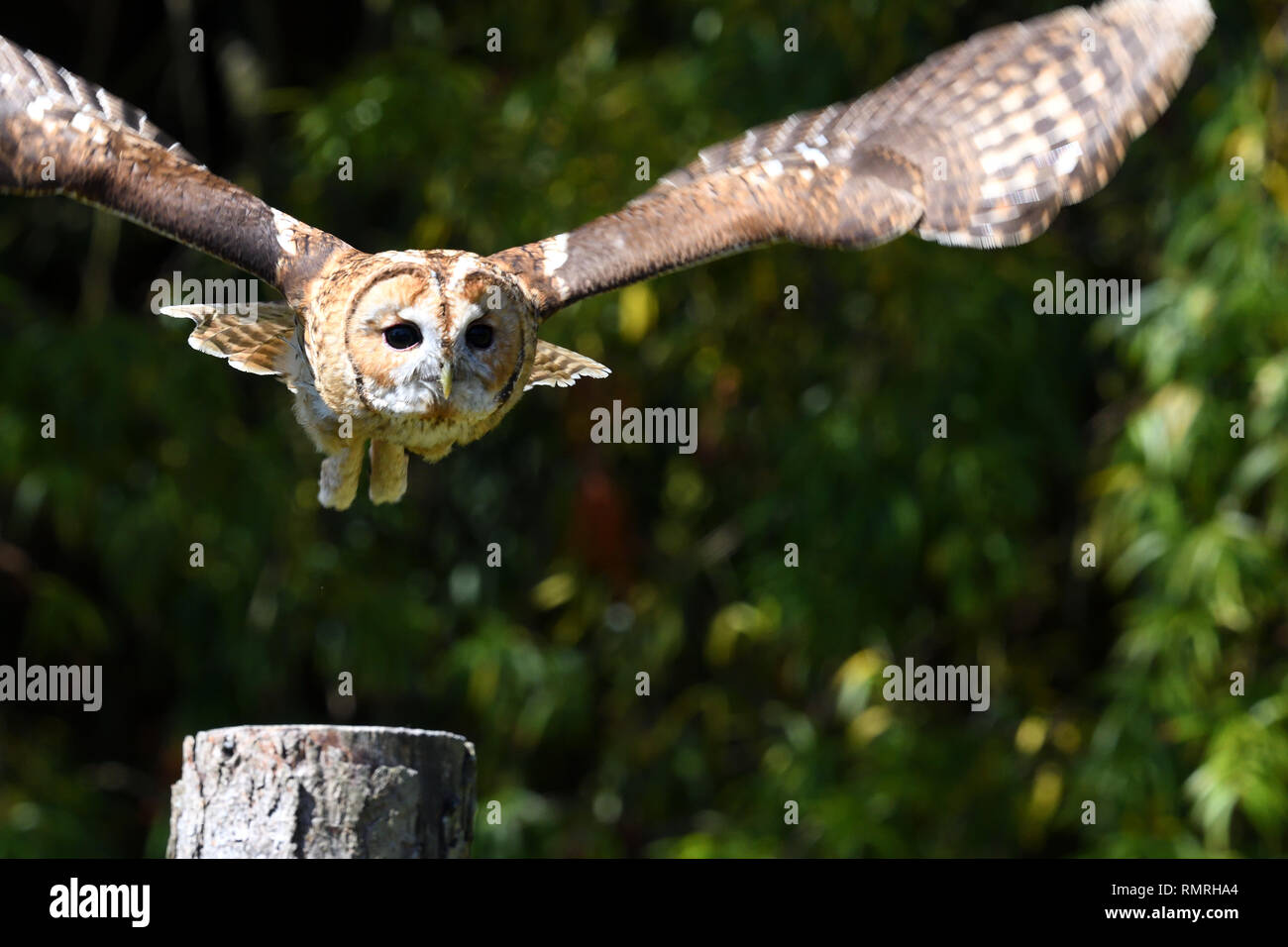 Tawny owl flying hi-res stock photography and images - Alamy