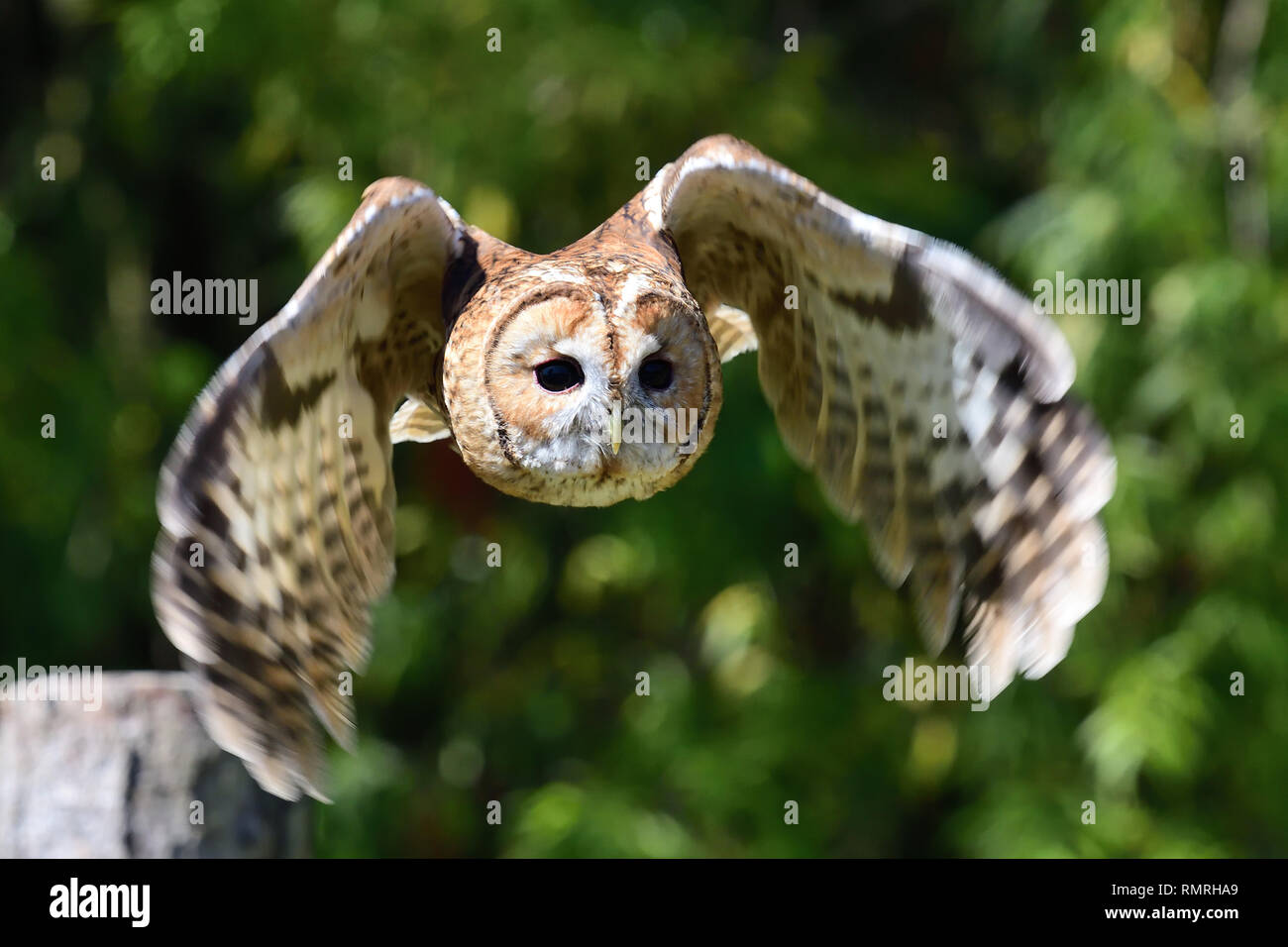 Tawny owl flying hi-res stock photography and images - Alamy