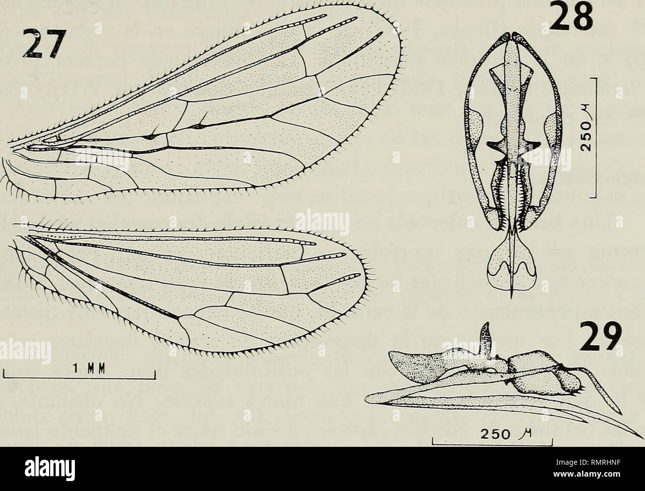 Figura lateral hi-res stock photography and images - Alamy