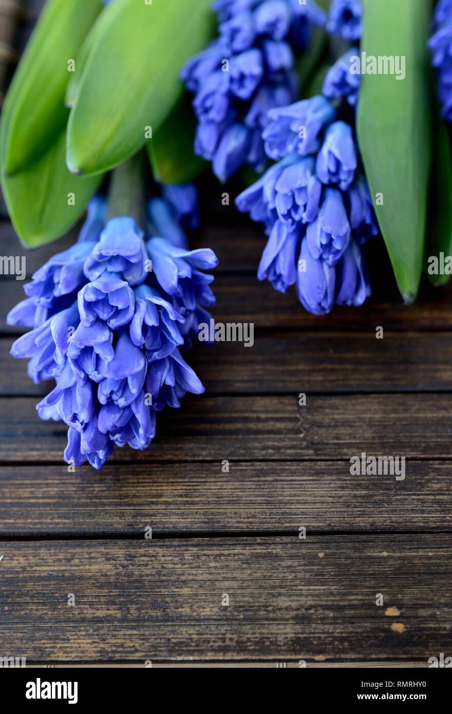 Hyacinth bouquet hi-res stock photography and images - Alamy