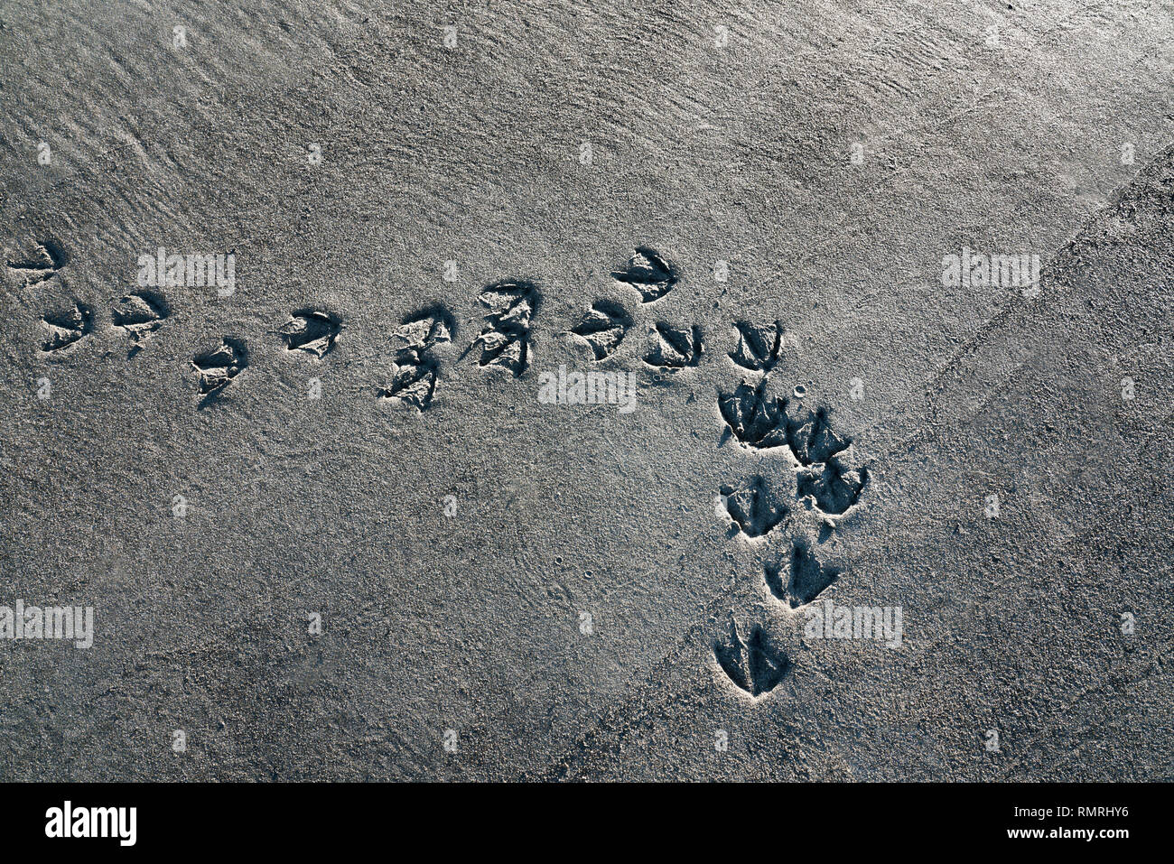 Duck Tracks In Sand