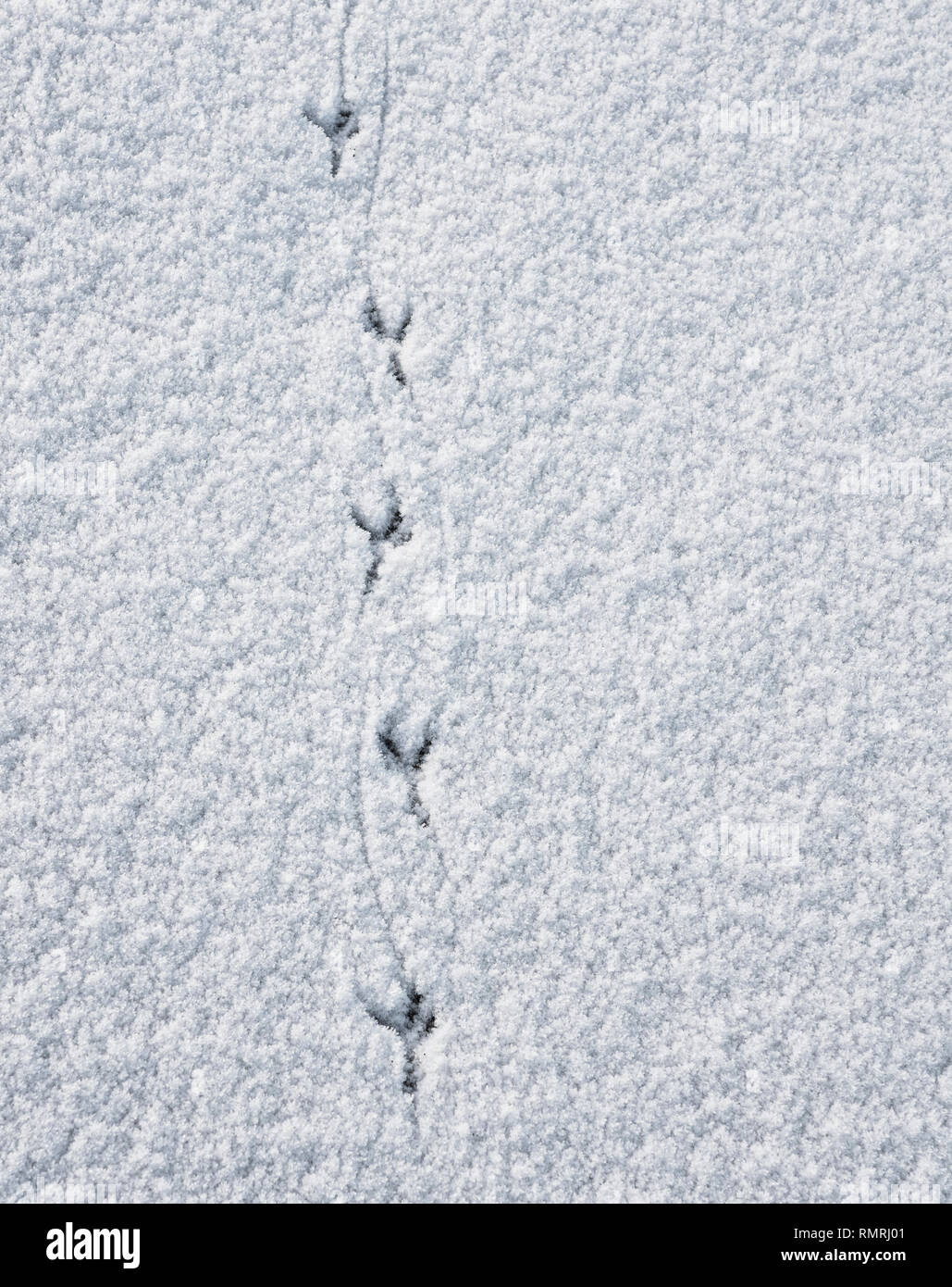 Raven tracks hi-res stock photography and images - Alamy