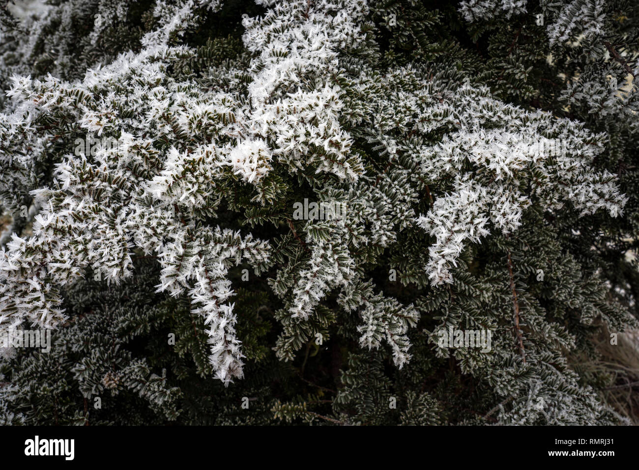 Japanese yew hi-res stock photography and images - Alamy